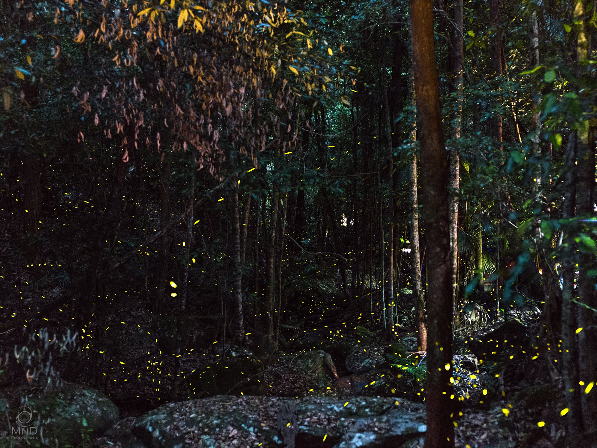 Australian Rainforest Sanctuary - Great Fireflies - Forest of Tranquility