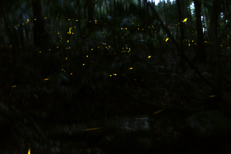 Spectacular Firefly Display - Forest of Tranquility